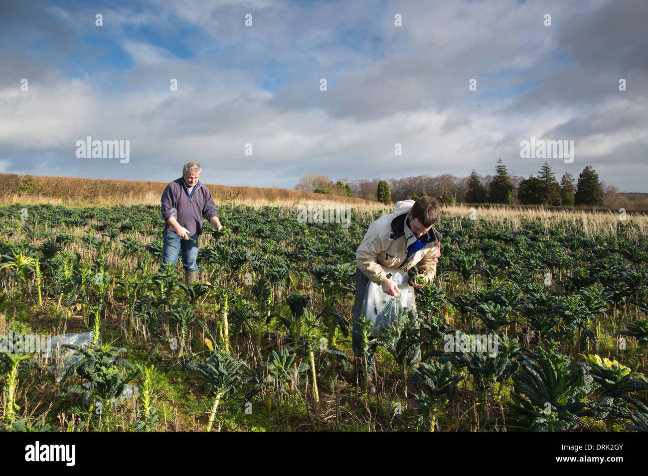 Fields of kale at Broadward Hall farm, Herefordshire, England, UK Stock ...