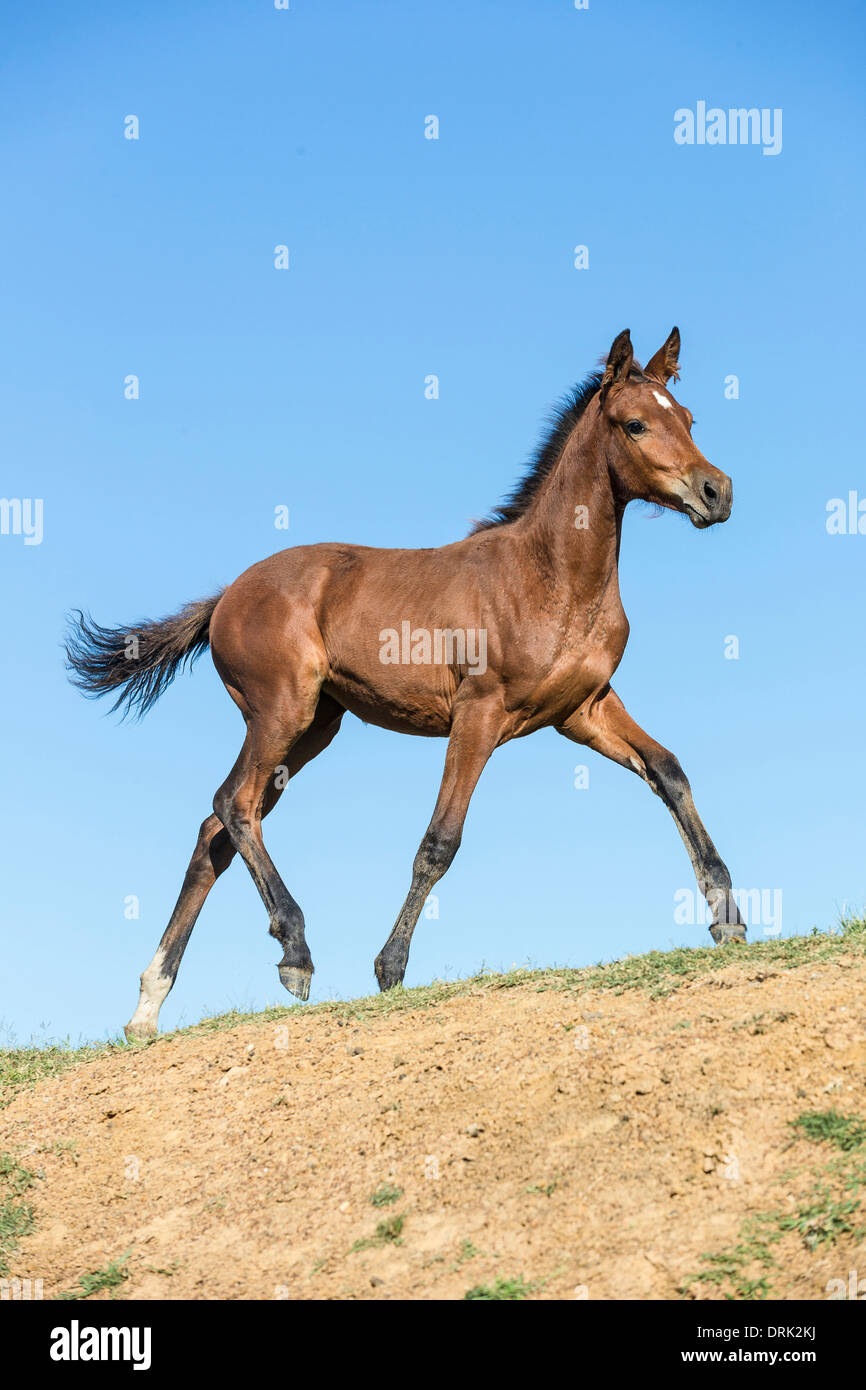 Nooitgedacht Pony Bay foal galloping on a dune South Africa Stock Photo ...