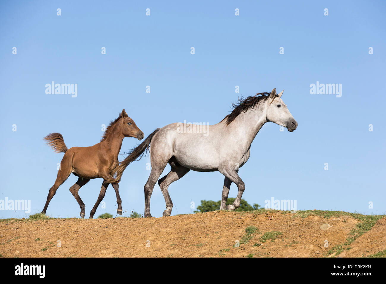 Nooitgedacht Pony Gray mare with foal trotting seen against a blue sky ...