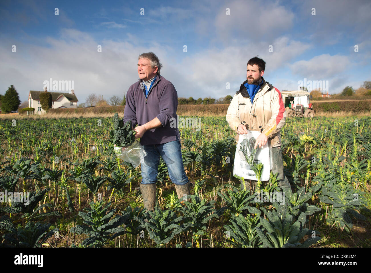 Colin Andrews with his son Ben holding Cavolo nero in the fields of ...