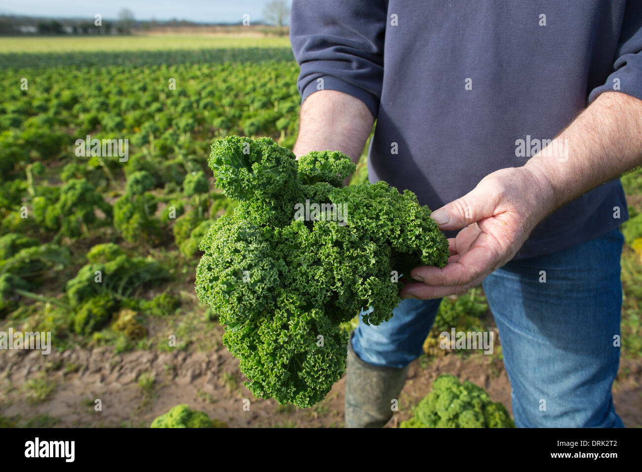 Fields of kale at Broadward Hall farm, Herefordshire, England, UK Stock ...