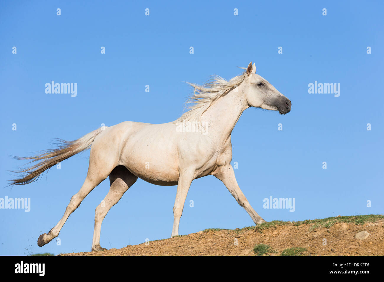 Nooitgedacht Pony Gray mare galloping seen against a blue sky South ...