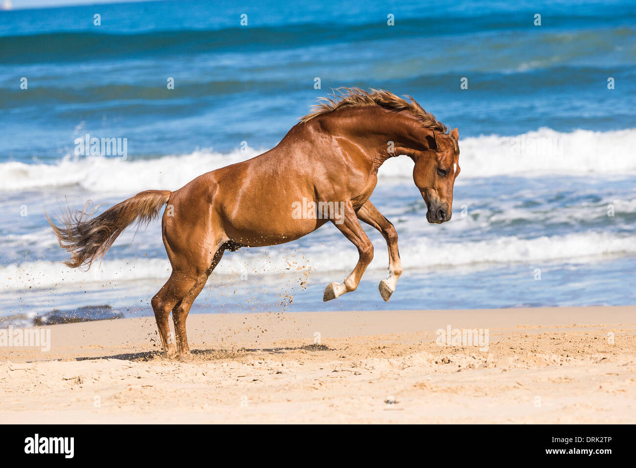 Nooitgedacht Pony Chestnut stallion bucking on a beach South Africa ...