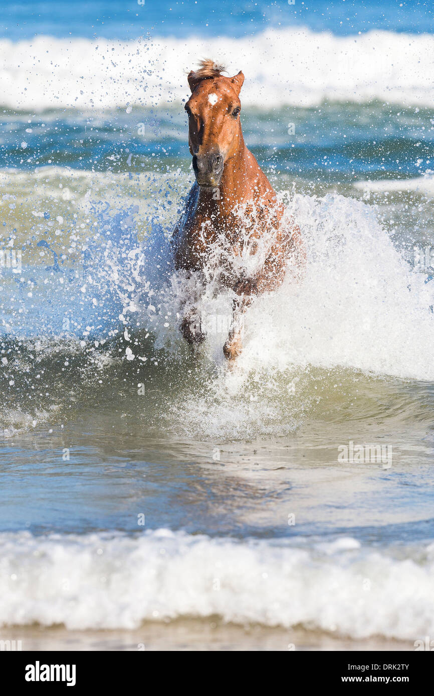 Nooitgedacht Pony Chestnut stallion galloping in surf South Africa ...
