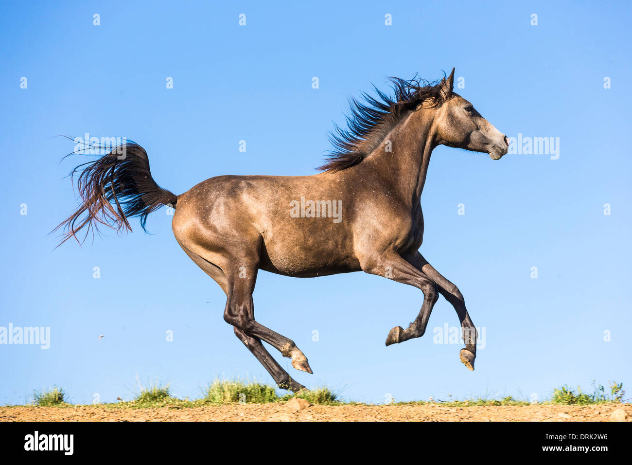 Nooitgedacht Pony Dun mare galloping on a dune South Africa Stock Photo ...