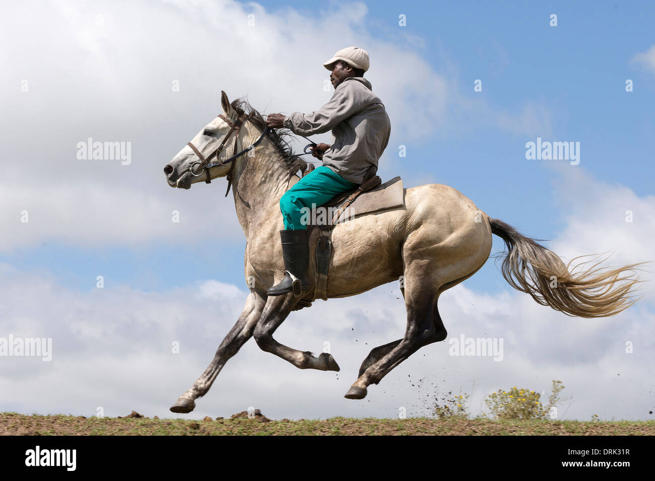 Nooitgedacht Pony. Rider on a gray stallion galloping. South Africa ...