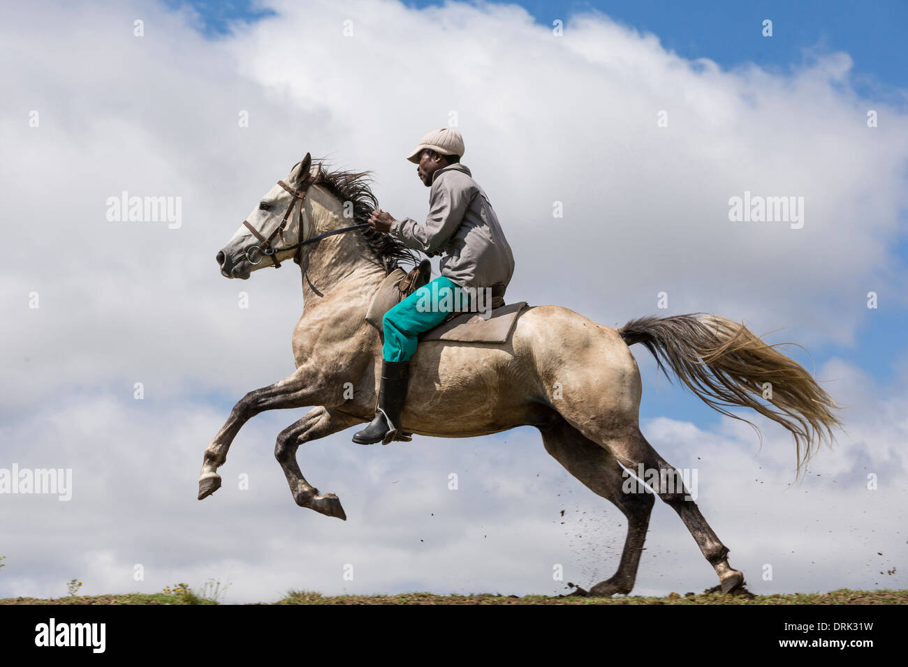 Nooitgedacht Pony. Rider on a gray stallion galloping. South Africa ...