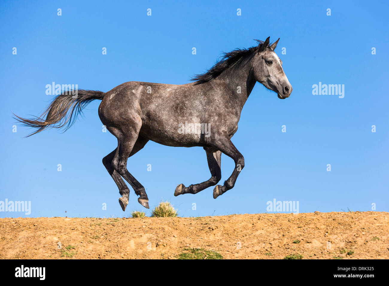 Nooitgedacht Pony Dun mare galloping on a dune South Africa Stock Photo ...