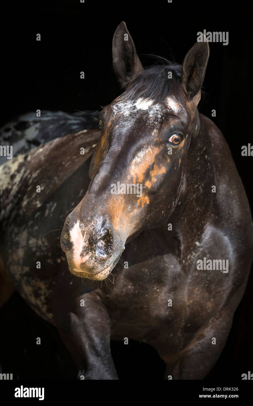 Mare Spotted Draft Horse High Resolution Stock Photography and Images ...