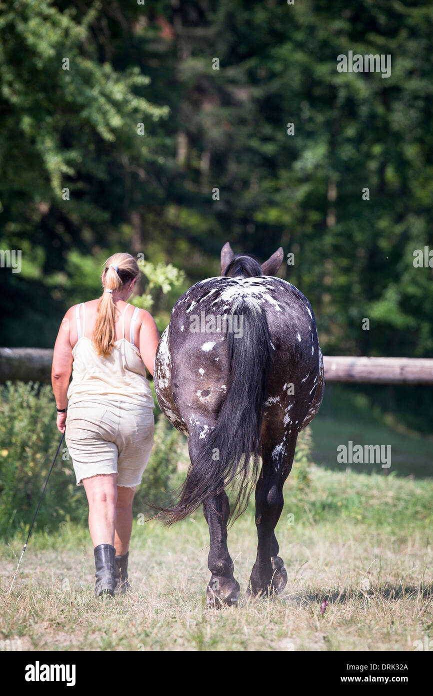 Draft horse rear view hi-res stock photography and images - Alamy