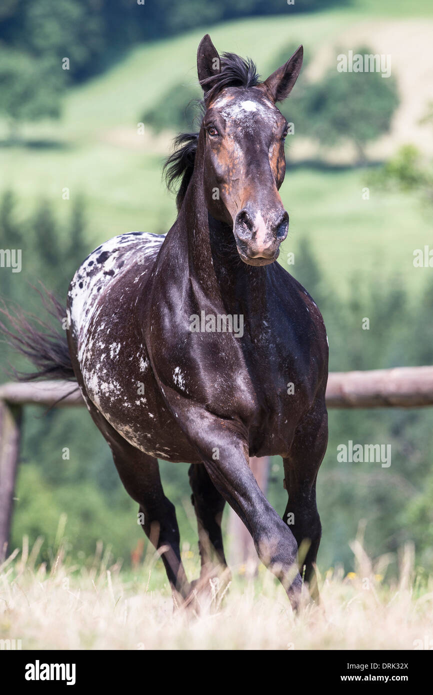 Noriker Horse Leopard-spotted mare galloping on a pasture Stock Photo ...