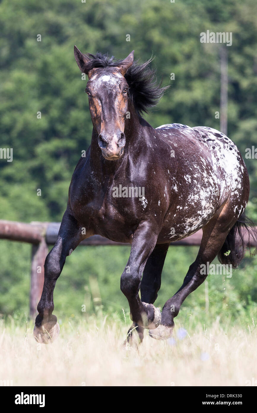 Noriker Horse Leopard-spotted mare galloping on a pasture Stock Photo ...