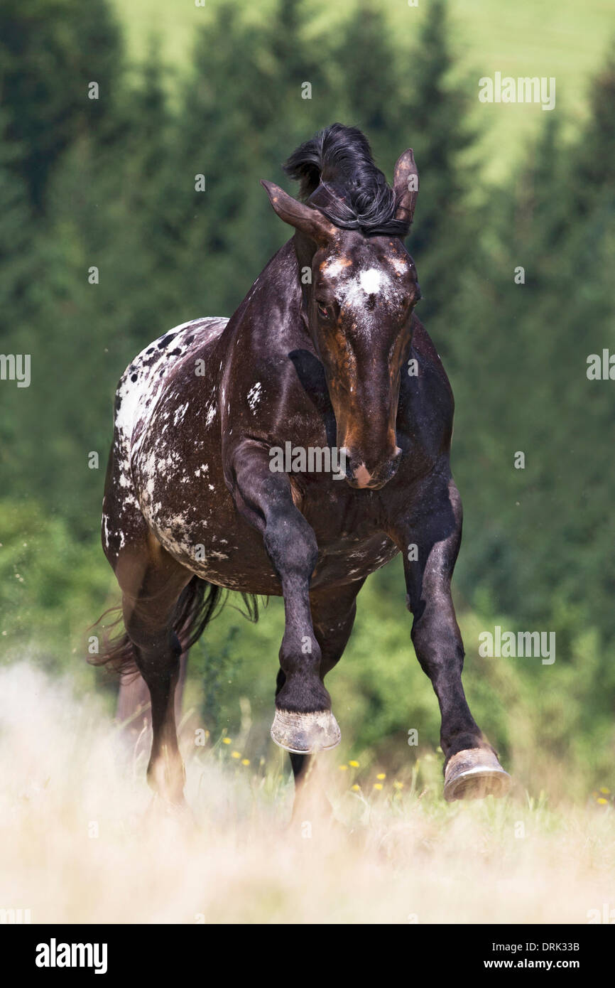 Noriker Horse Leopard-spotted mare galloping on a pasture Stock Photo ...