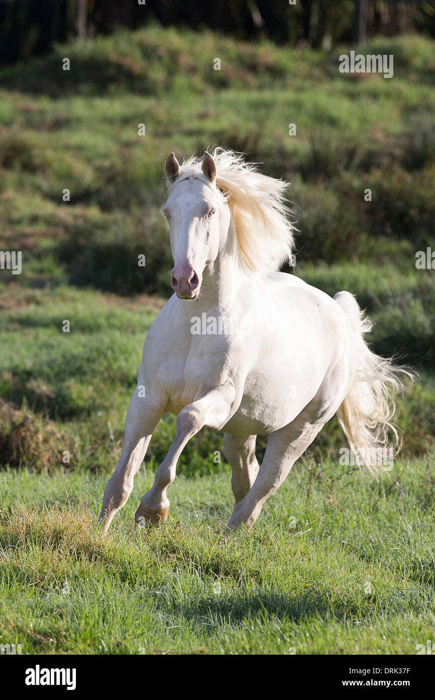 Oldenburg Horse Cremello stallion galloping on a pasture New Zealand ...