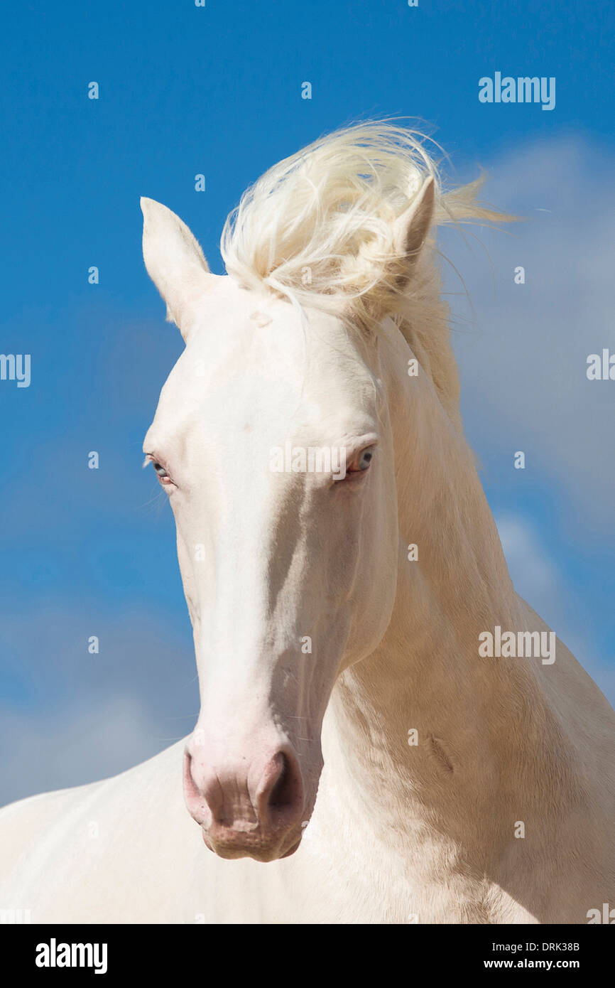 Oldenburg Horse Portrait of cremello stallion New Zealand Stock Photo ...