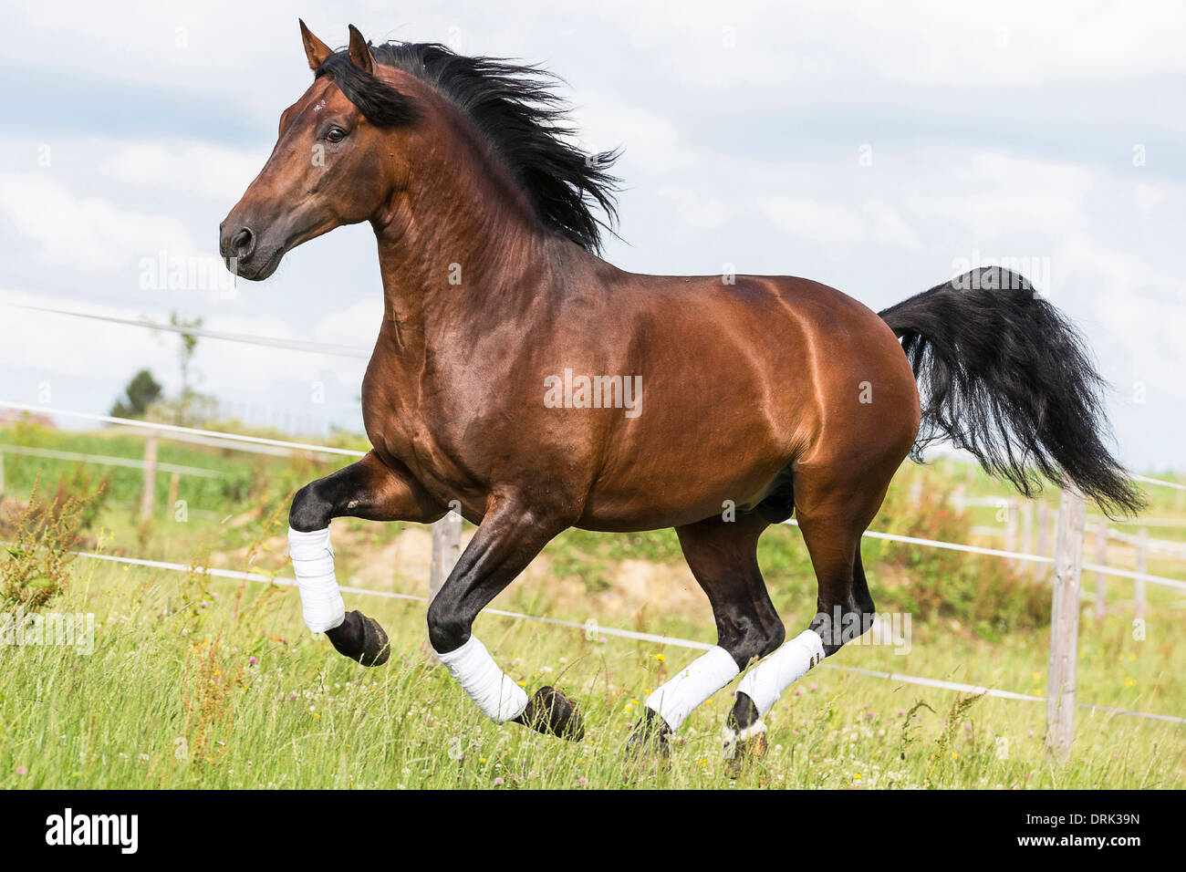 Pure Spanish Horse Andalusian Bay stallion galloping on a pasture ...