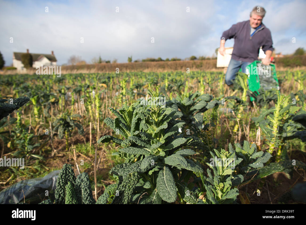Fields of kale at Broadward Hall farm, Herefordshire, England, UK Stock ...