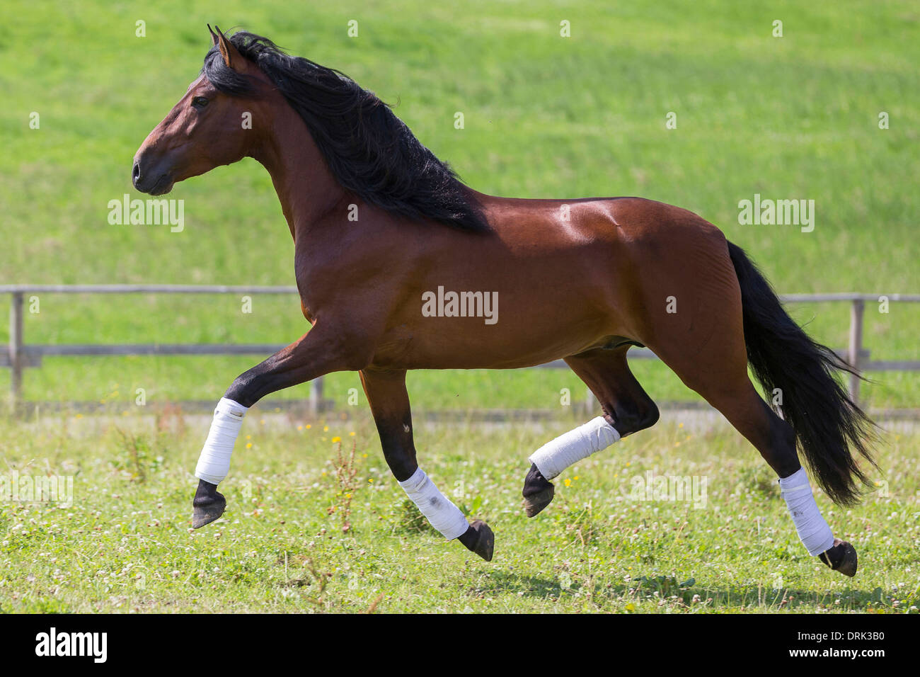 Pure Spanish Horse Andalusian Bay stallion trotting on a pasture ...