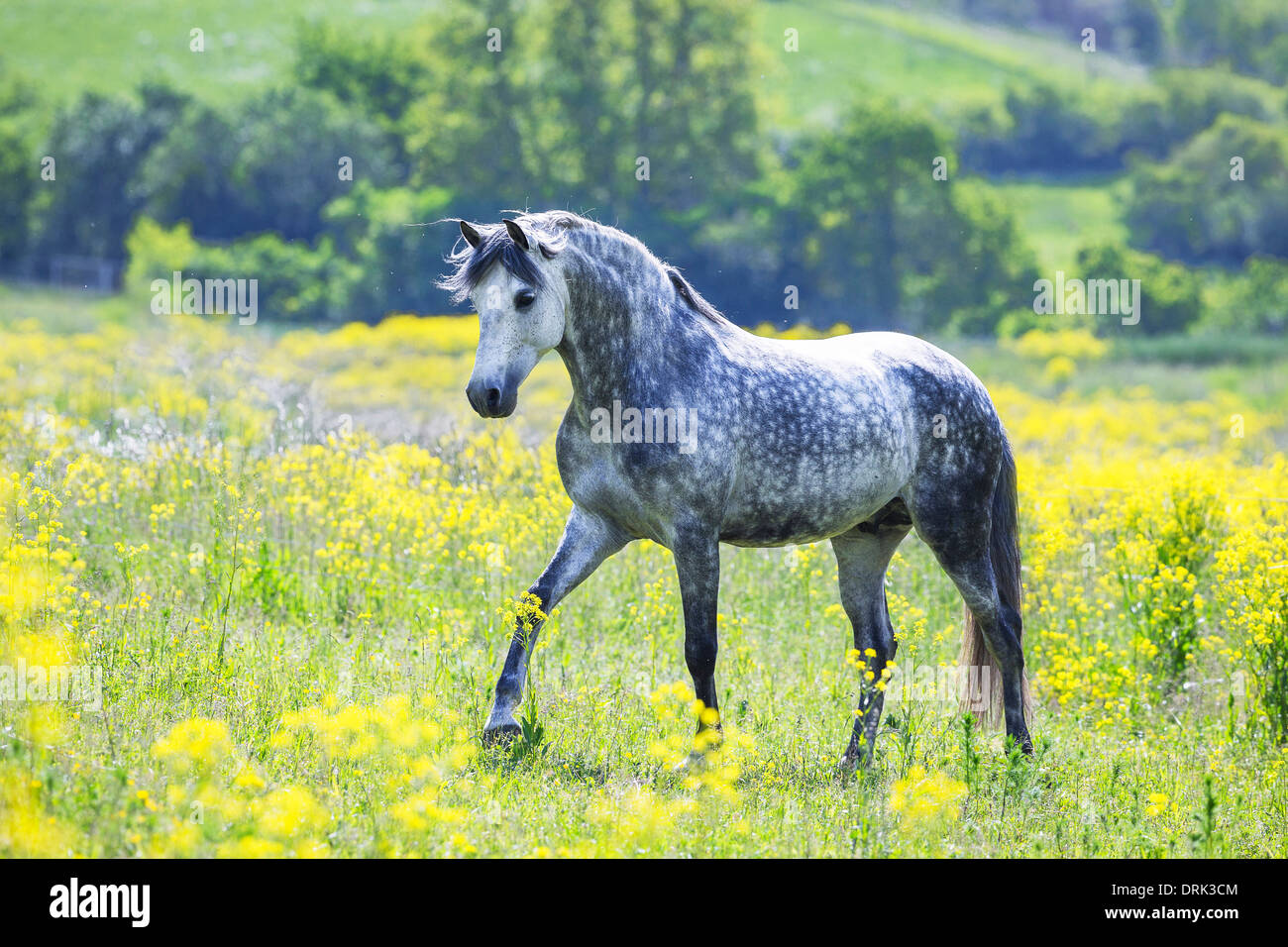 Pure Spanish Horse Andalusian Dapple gray stallion walking in flowering ...
