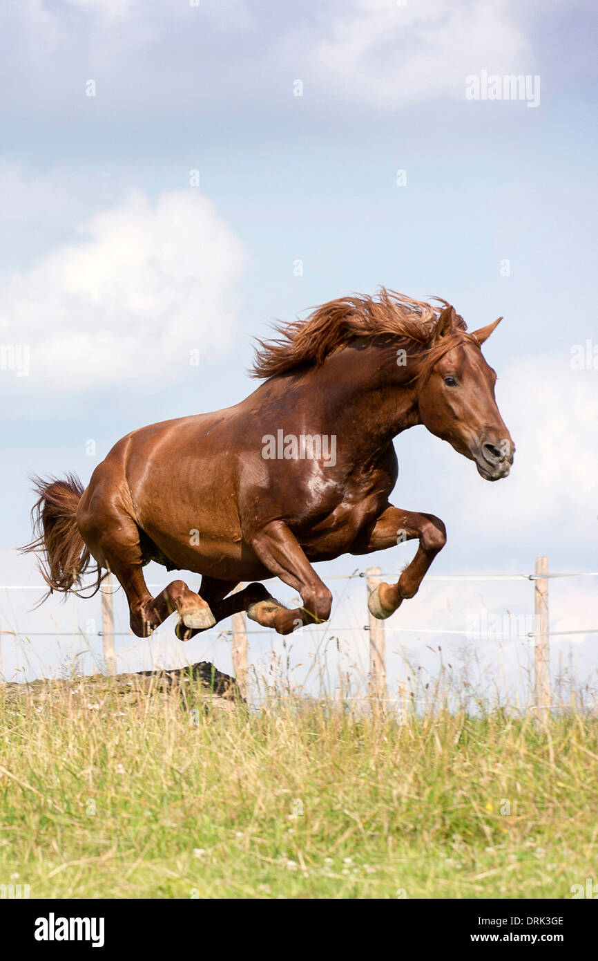 Chestnut Andalusian
