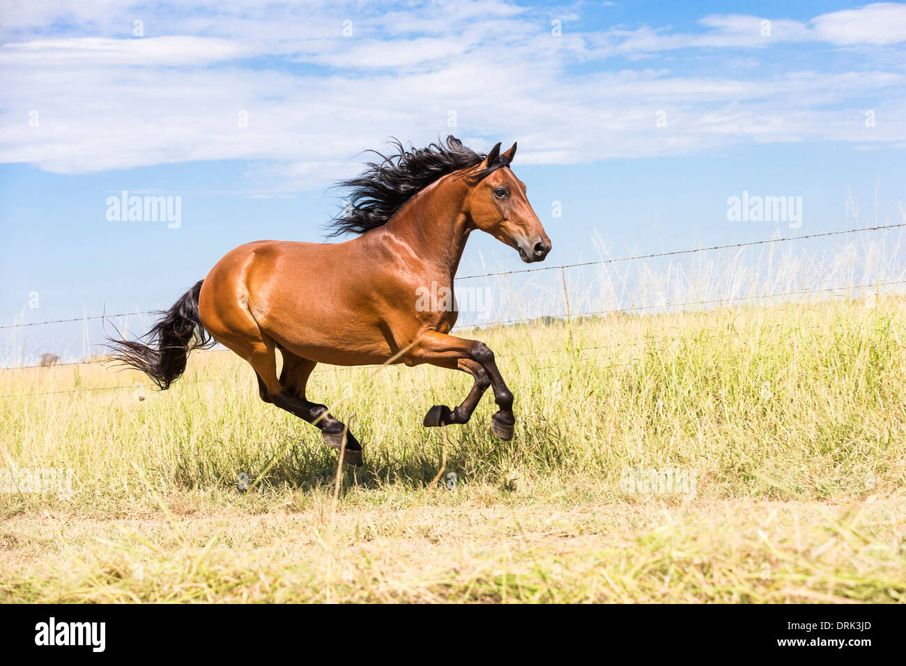 Boerperd, Boer Pony. Bay horse galloping on a pasture South Africa ...