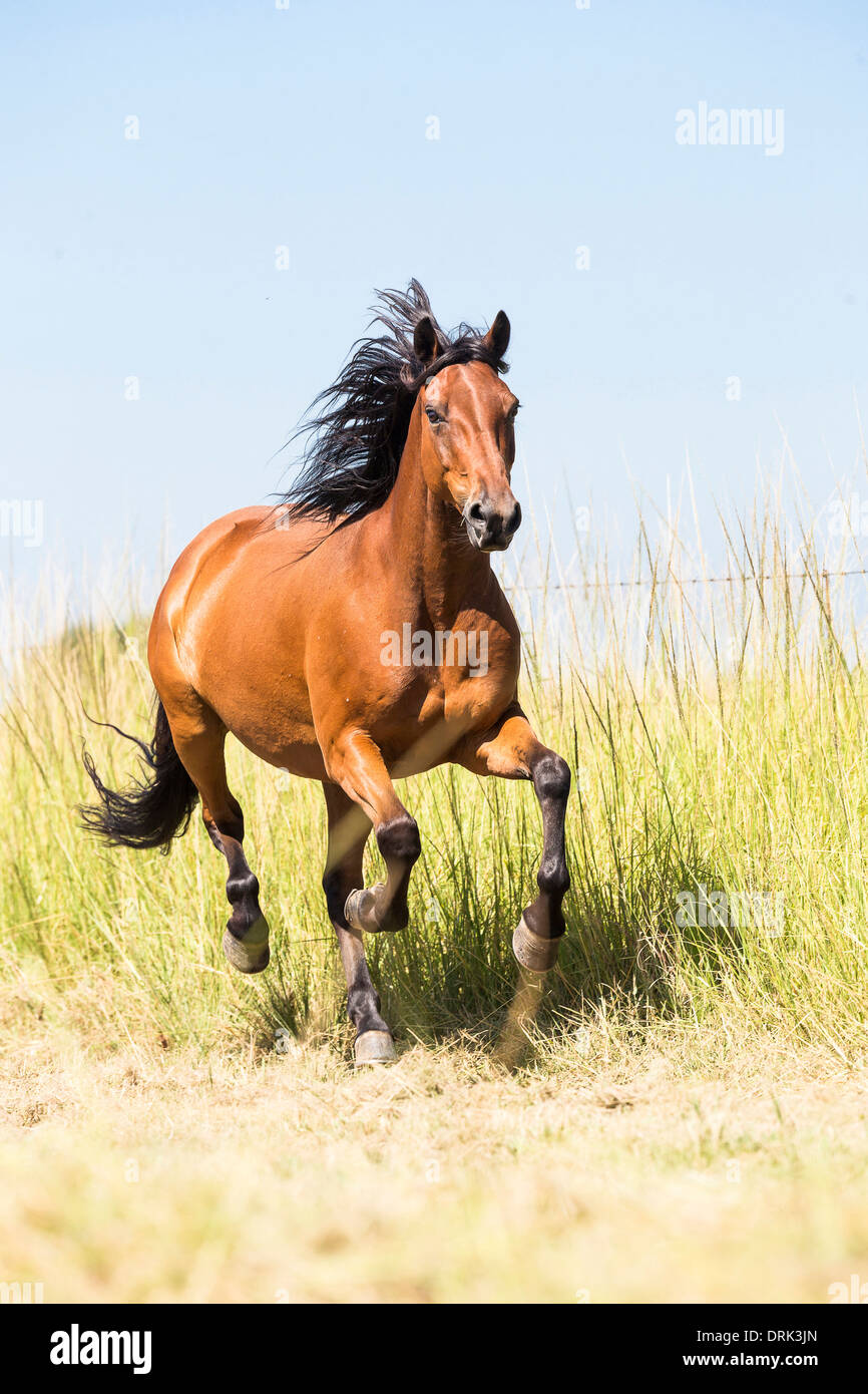 Boerperd Boer Pony Bay horse galloping on a pasture South Africa Stock ...