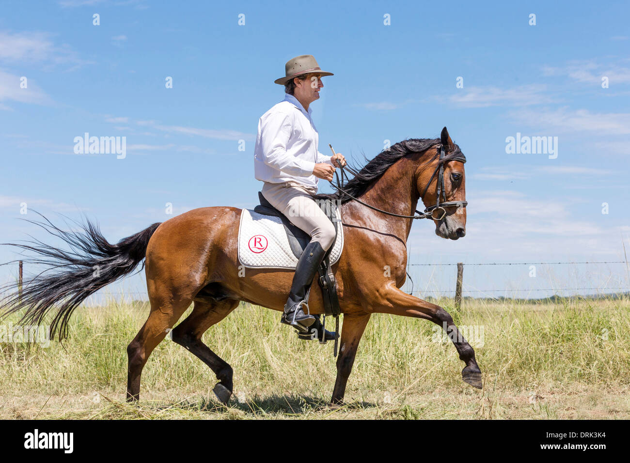 Boerperd, Boer Pony. Bay horse with rider showing an extended trot ...