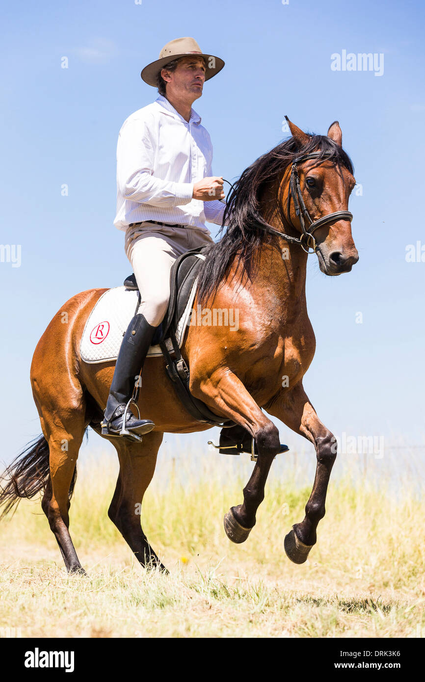 Boerperd, Boer Pony. Bay horse with rider showing a collected canter ...