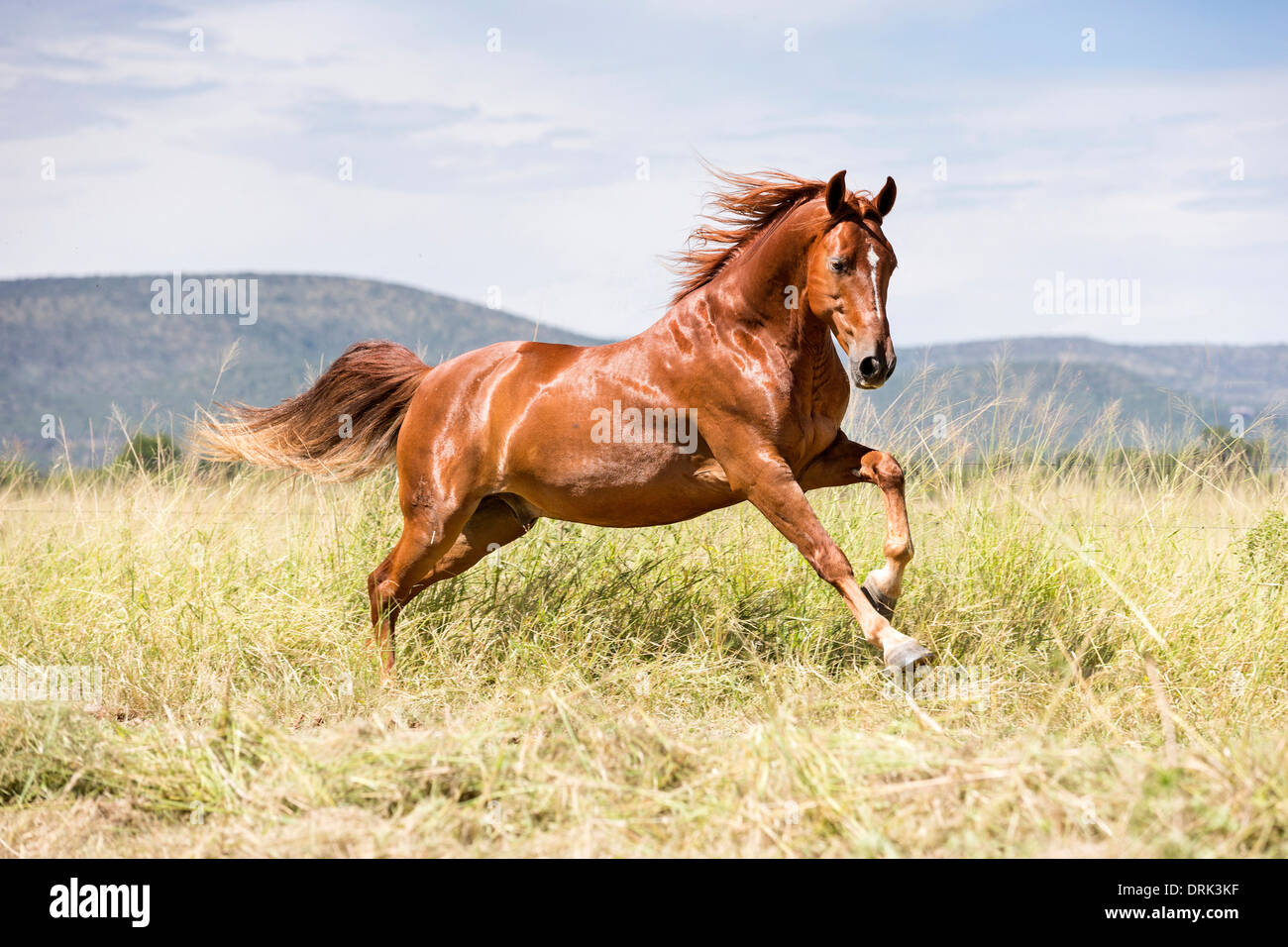 Boerperd horse south africa hi-res stock photography and images - Alamy