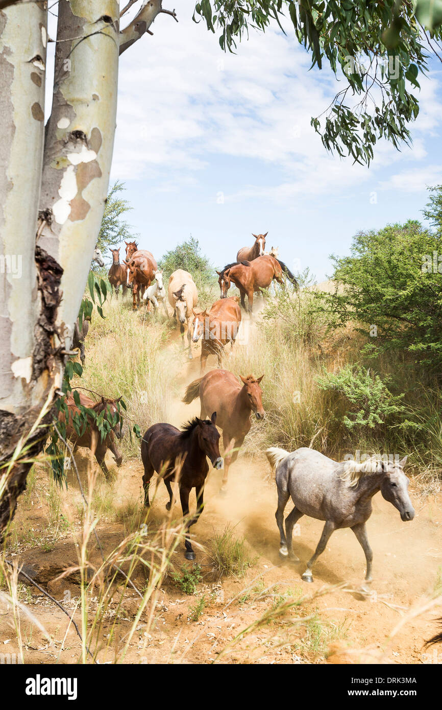 Boerperd Boer Pony Herd of mares galloping down a slope South Africa ...