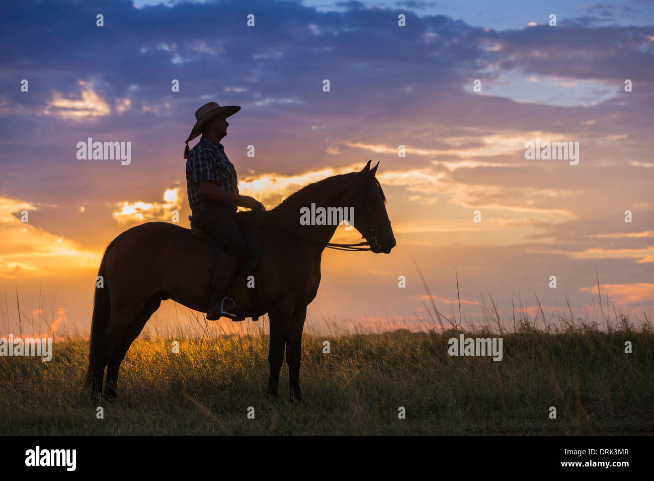 Boerperd, Boer Pony. Rider on stallion standing in savanna during ...