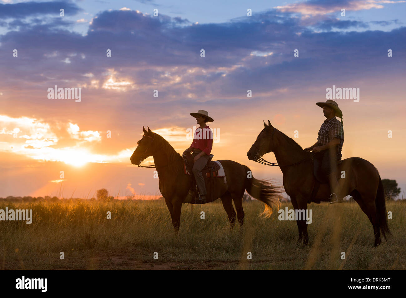 Boerperd, Boer Pony. Riders standing in savanna during sunset. South ...