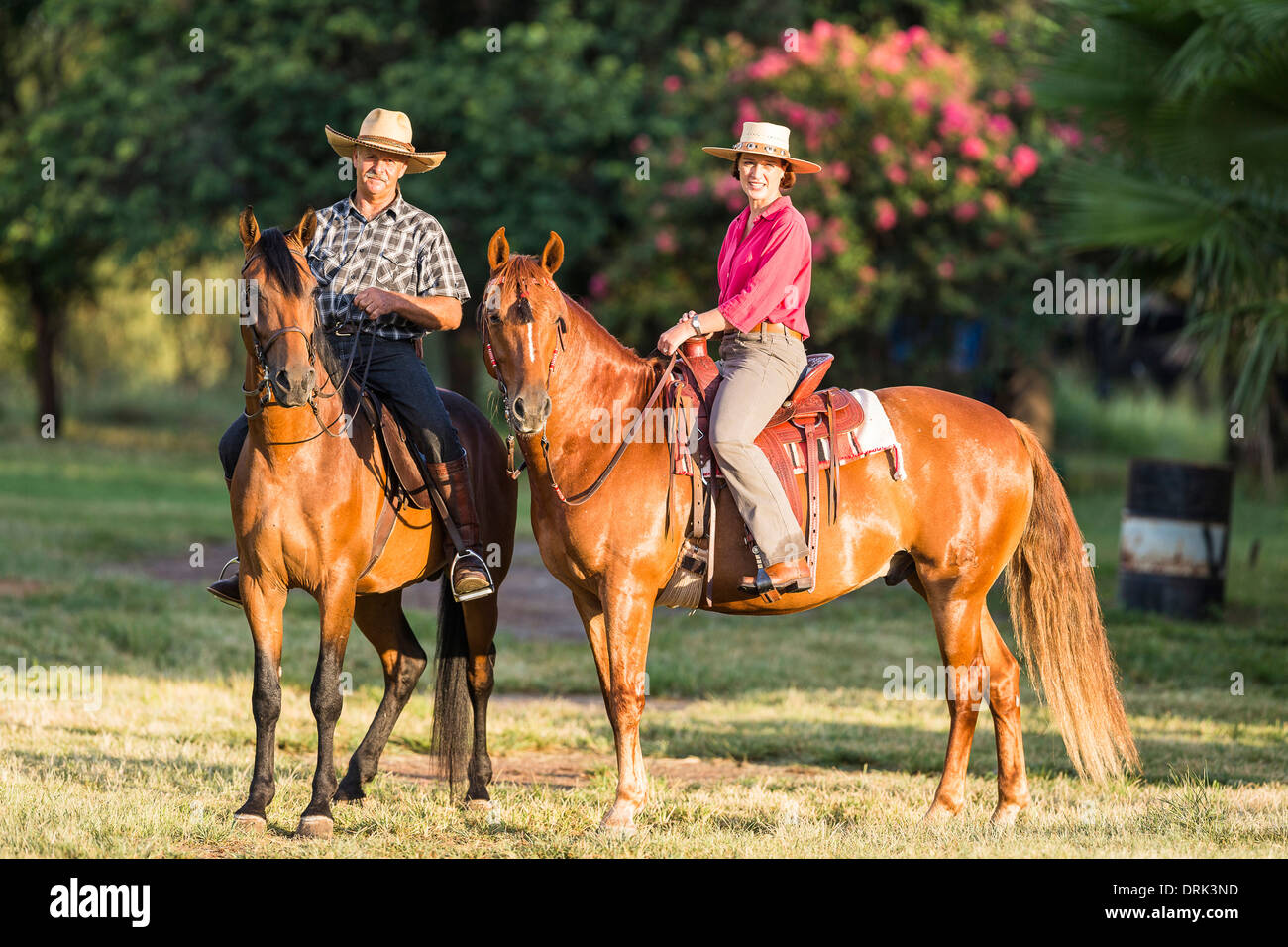 Boerperd, Boer Pony. Pair on a cross-country ride. South Africa Stock ...