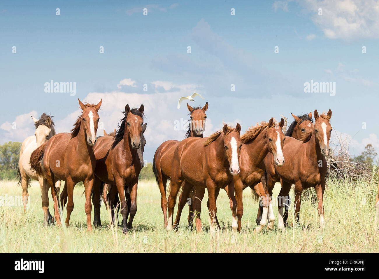 Boerperd Boer Pony Herd of young stallions on a pasture South Africa ...