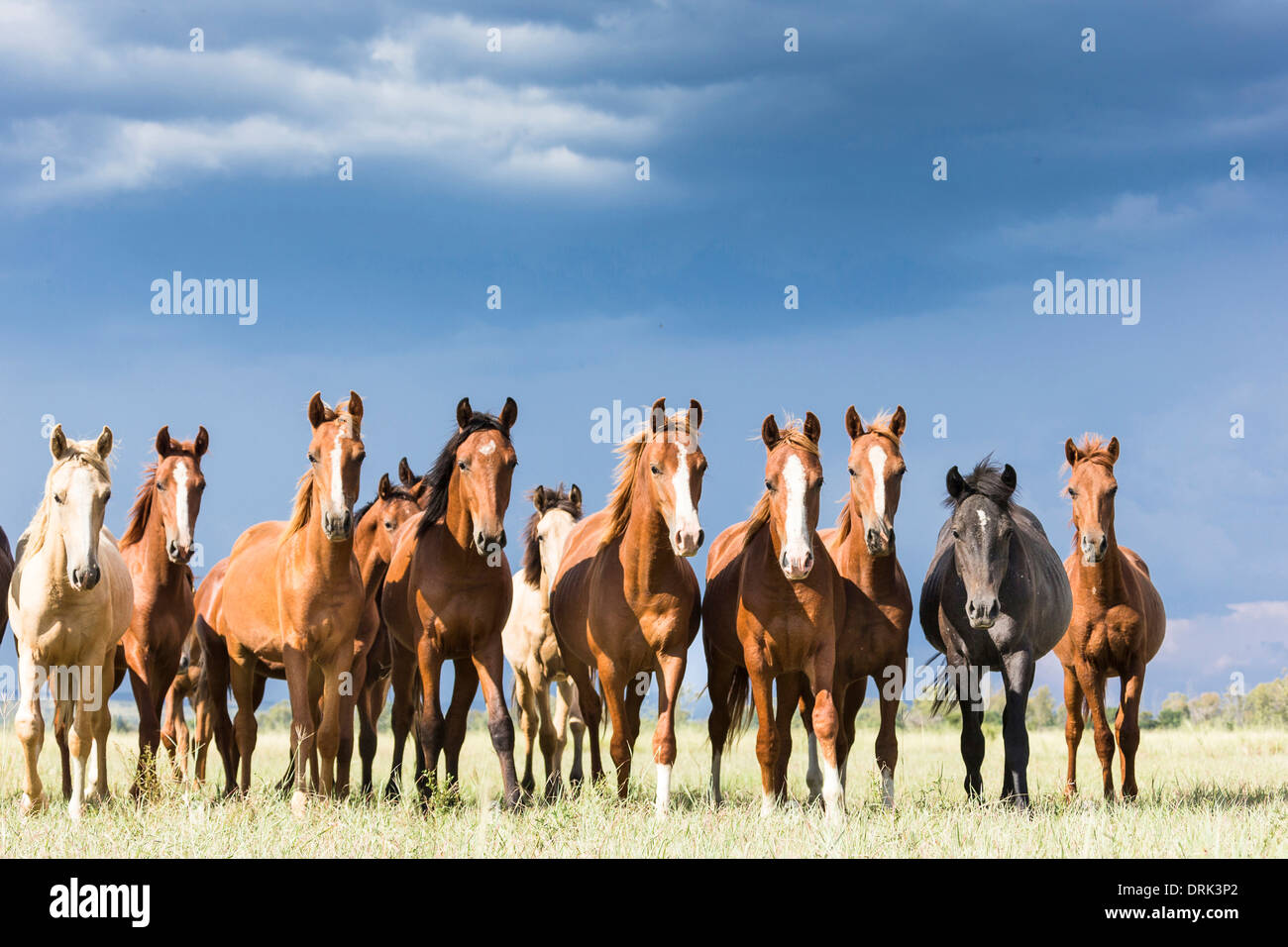 Boerperd Boer Pony Herd of young stallions on a pasture seen against a ...