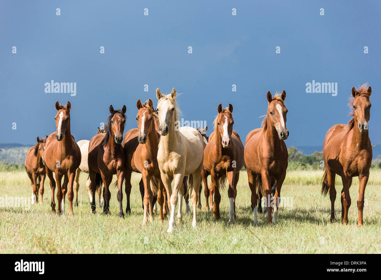 Boerperd Boer Pony Herd of young stallions on a pasture seen against a ...