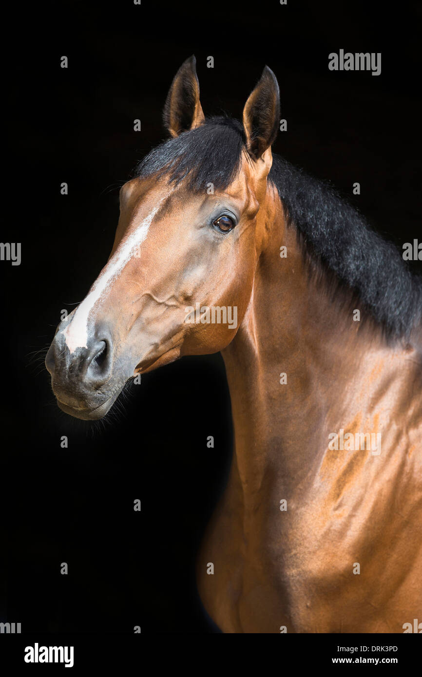 Bay thoroughbred hi-res stock photography and images - Alamy