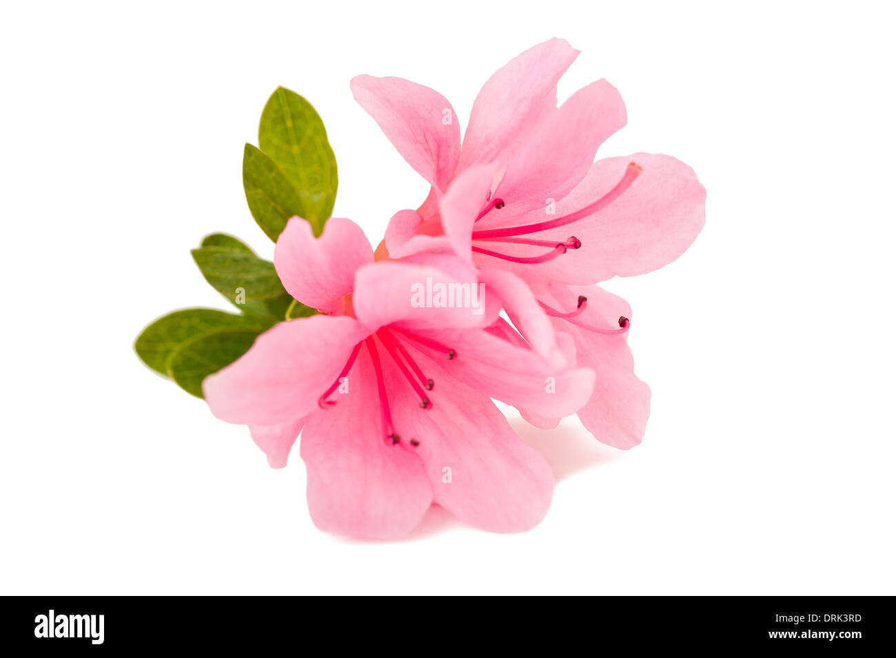 Azalea flower hi-res stock photography and images - Alamy