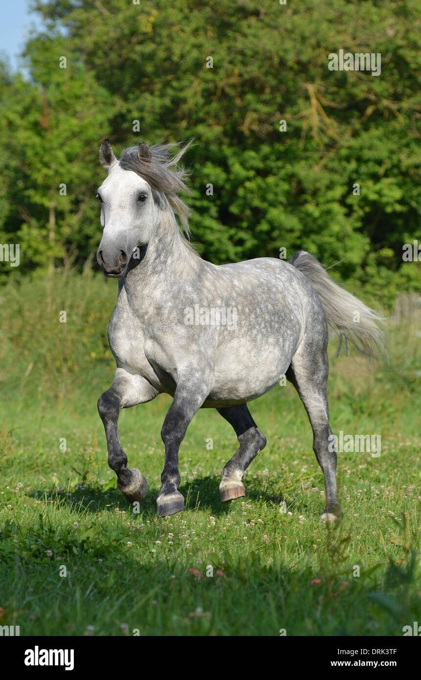 Gdapple hi-res stock photography and images - Alamy