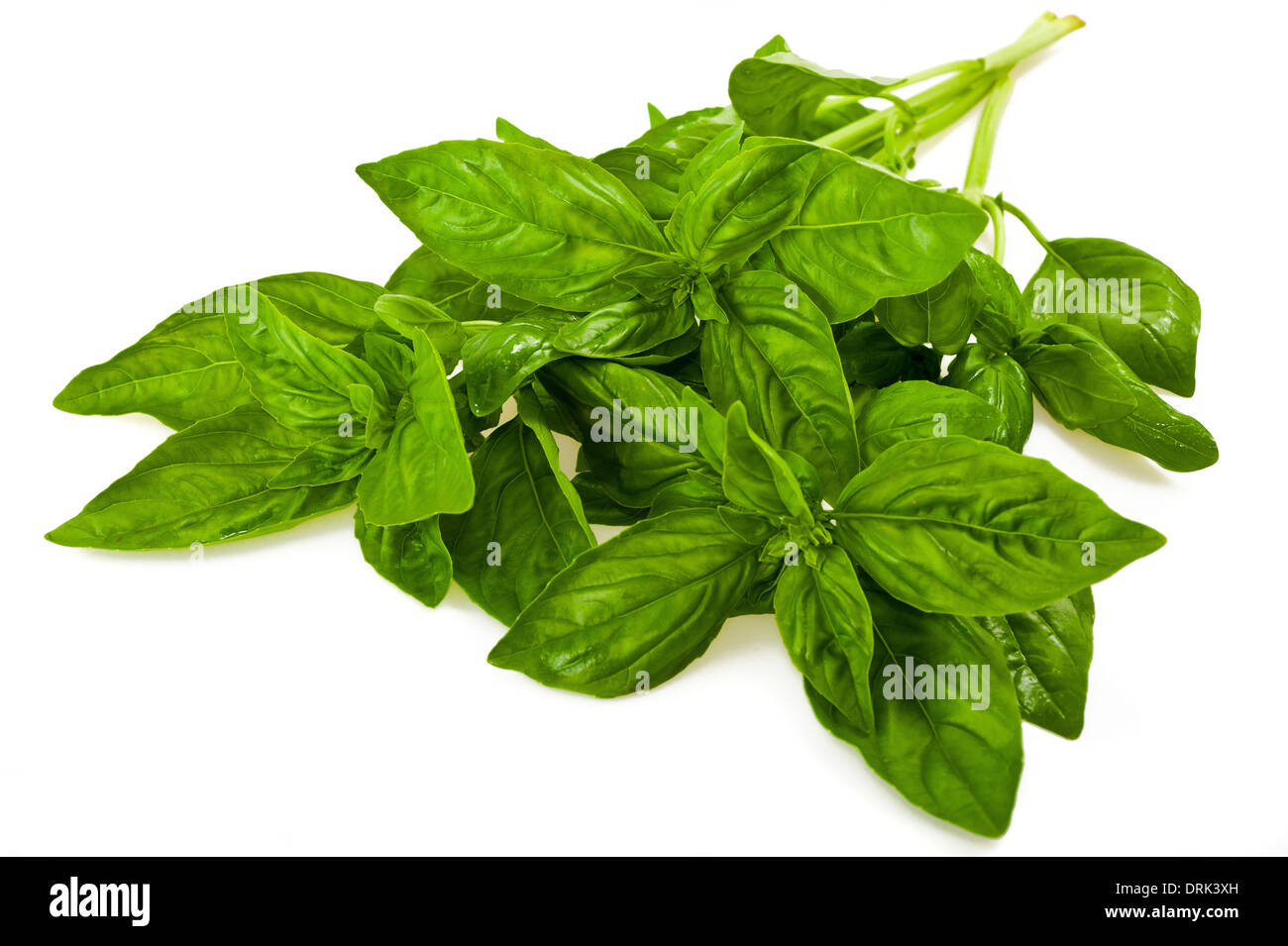 bunch of basil isolated on white Stock Photo - Alamy