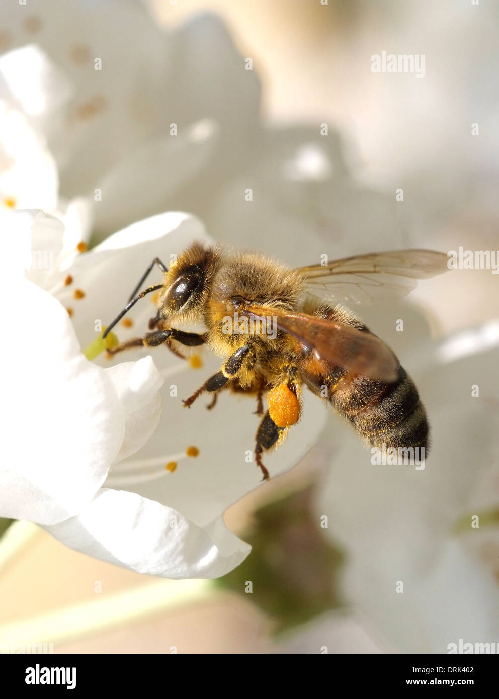 Bee at work on a flower Stock Photo - Alamy