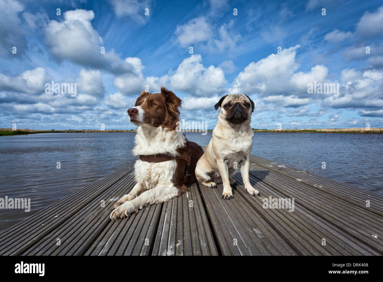 Pug and Border Collie on a jetty Germany Stock Photo - Alamy