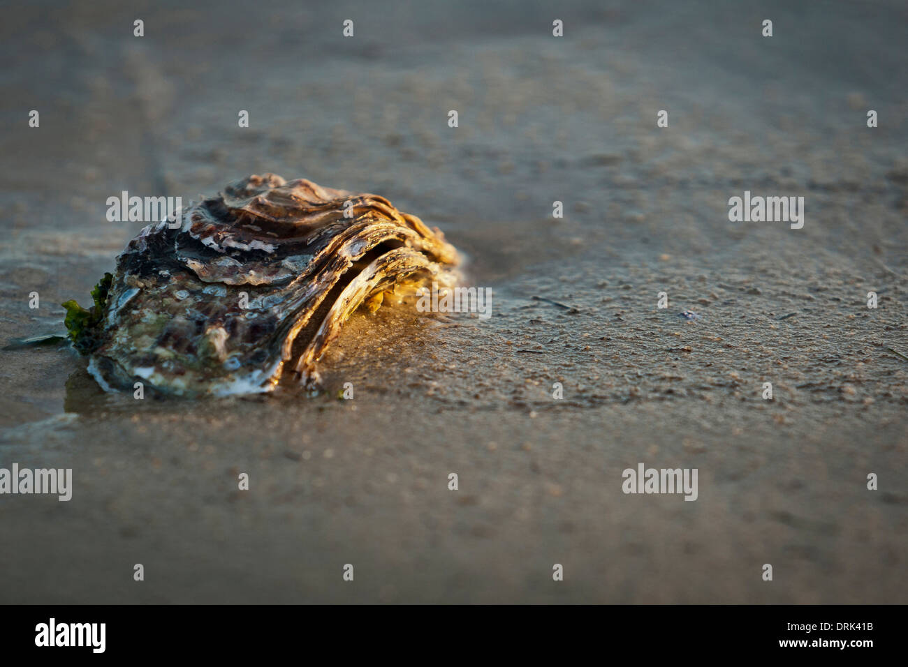 Crassostrea gigas hi-res stock photography and images - Alamy