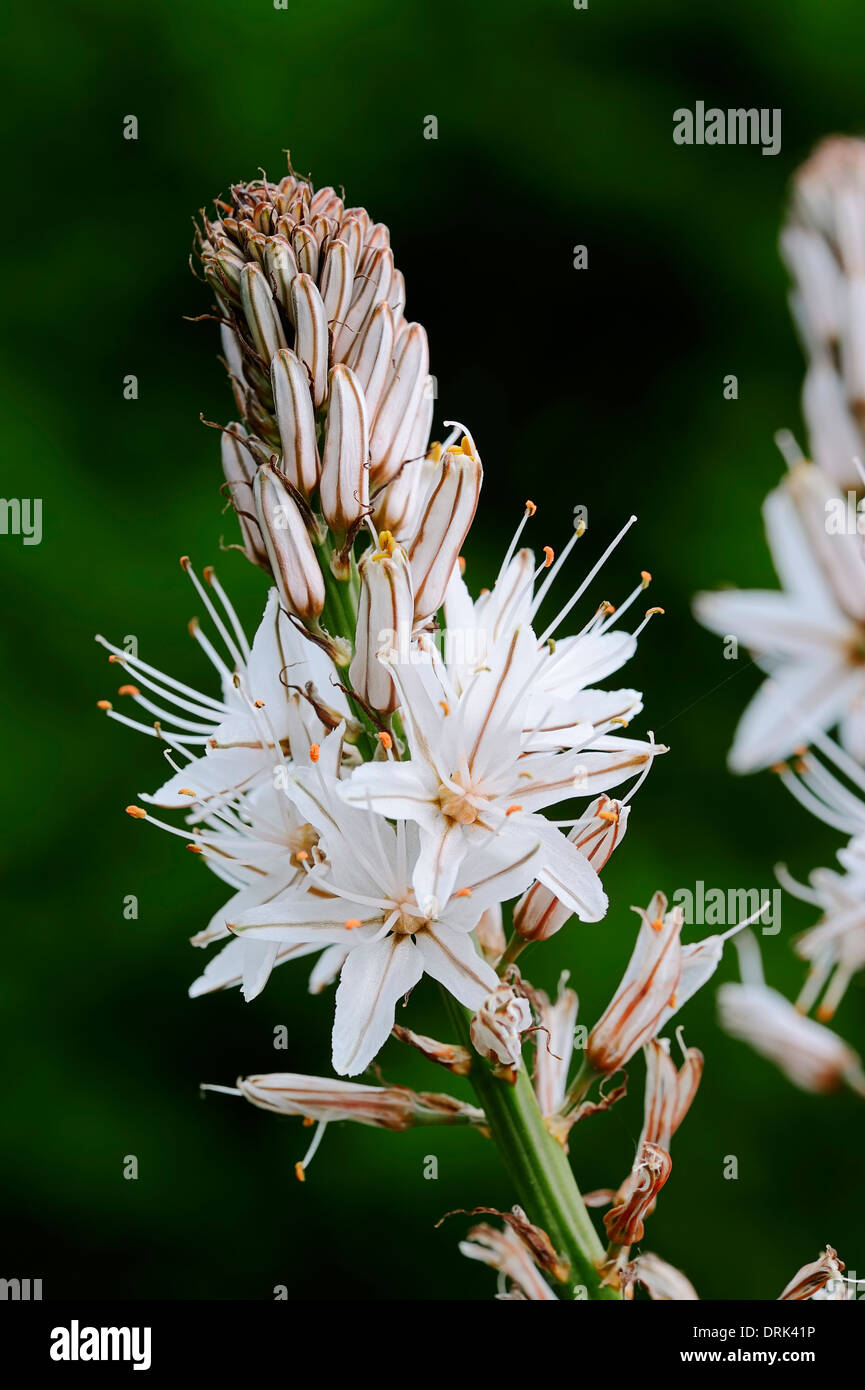 Asphodelus hi-res stock photography and images - Alamy