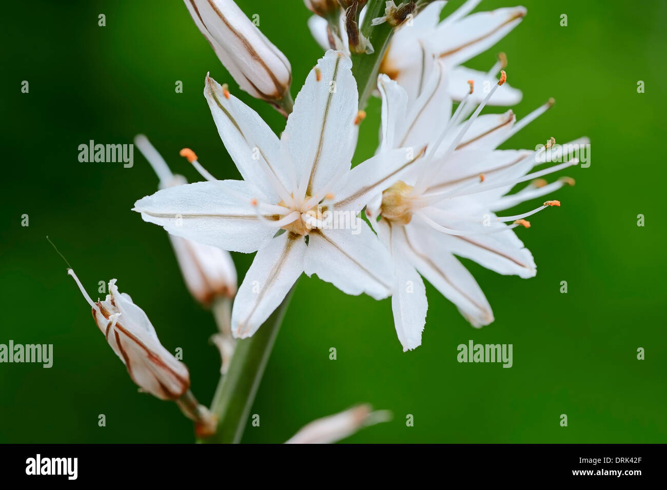 Asphodelus hi-res stock photography and images - Alamy