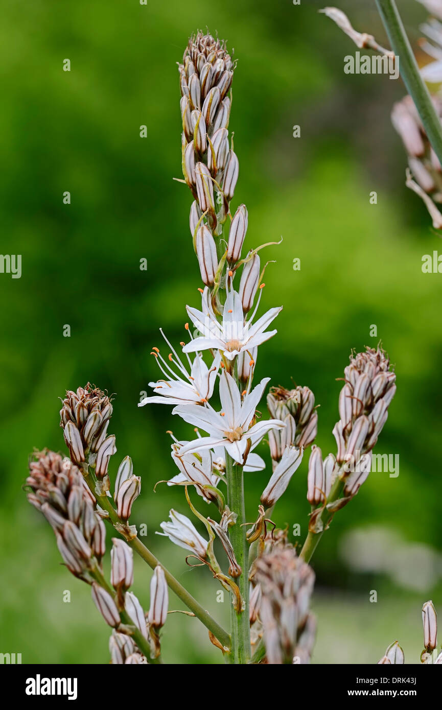Asphodelus hi-res stock photography and images - Alamy