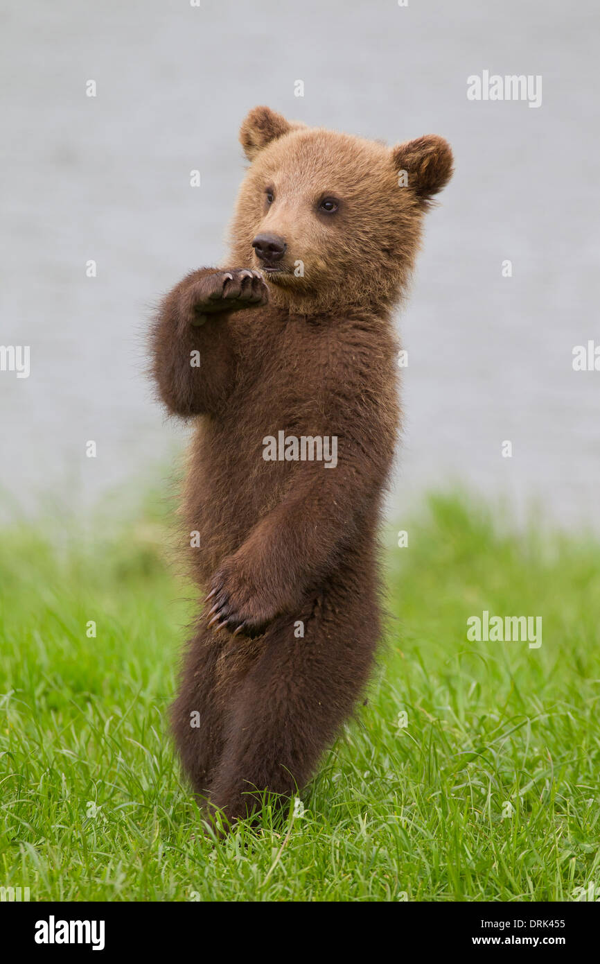 European Brown Bear (Ursus arctos). Cub standing upright in grass ...