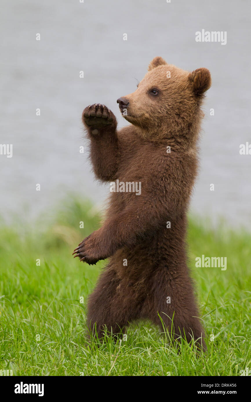European Brown Bear (Ursus arctos). Cub standing upright in grass ...
