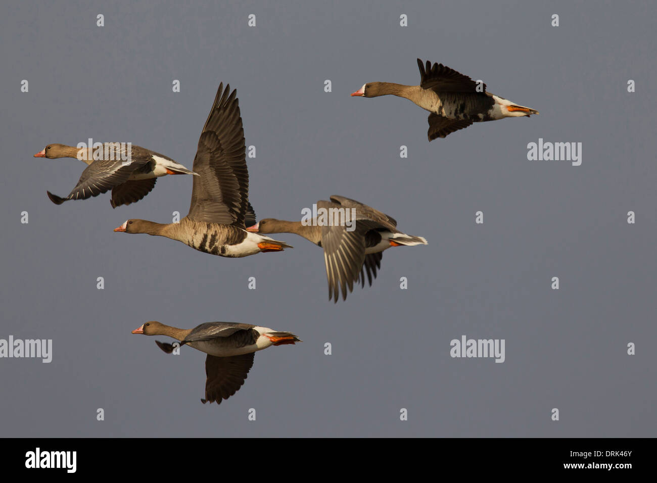 Eurasian White-fronted Goose (Anser albifrons). Five birds in flight ...