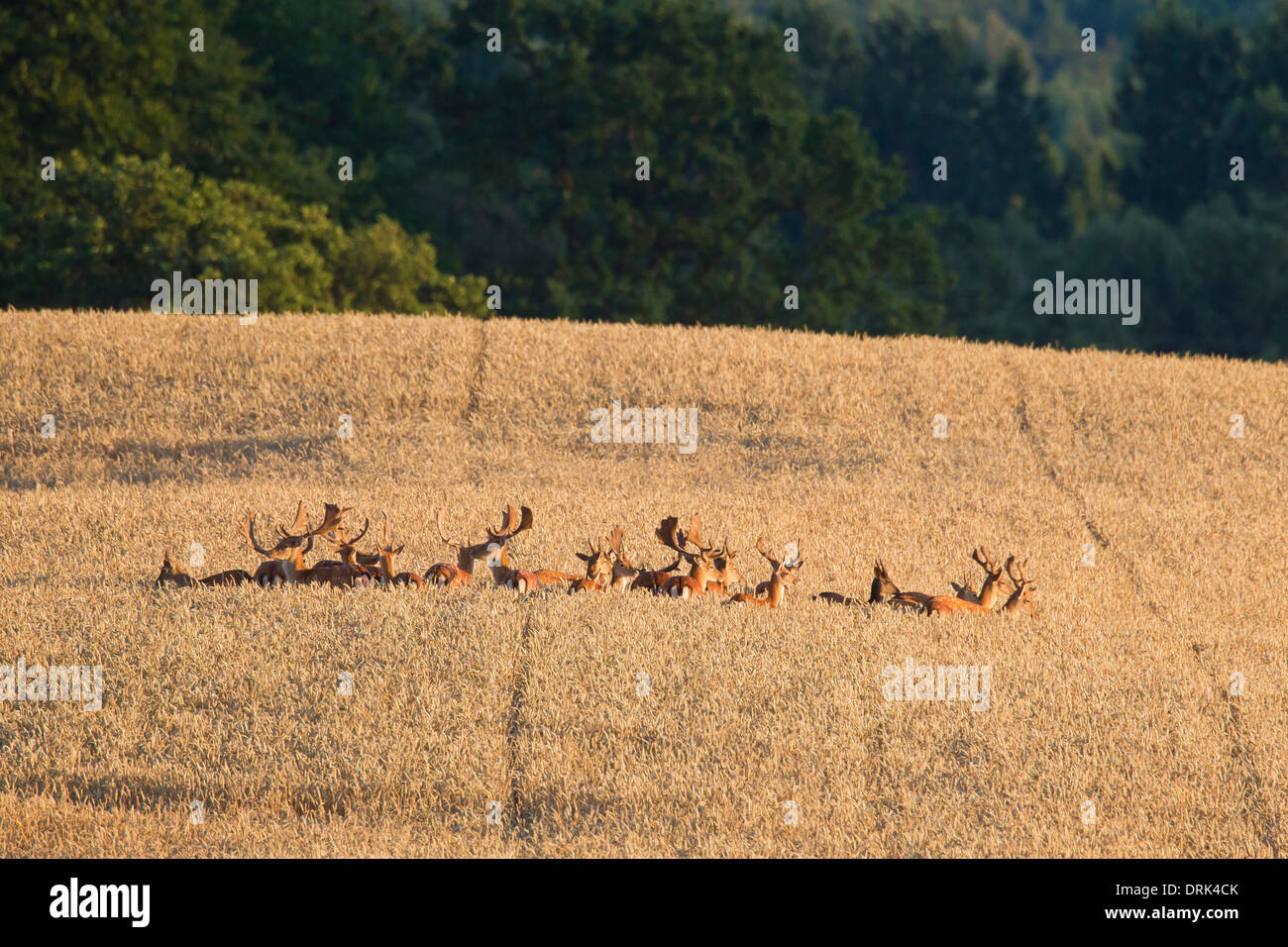 Fallow Deer (Cervus dama, Dama dama). Bucks in a corn field. Scania ...